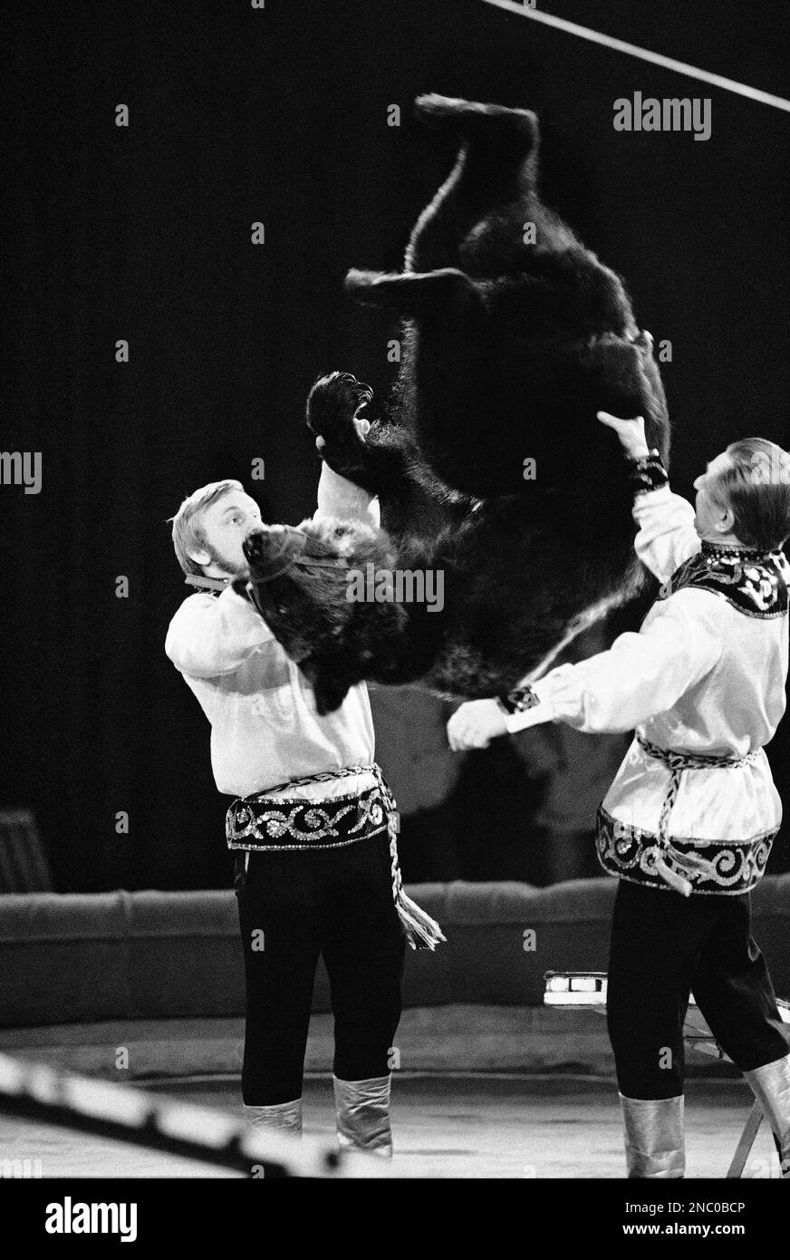 In mid-air transition from springboard to ground, a circus bear ...