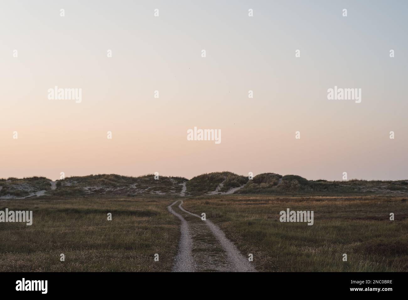 Winding hiking trail through heather, grass and sand dunes in Melby ...