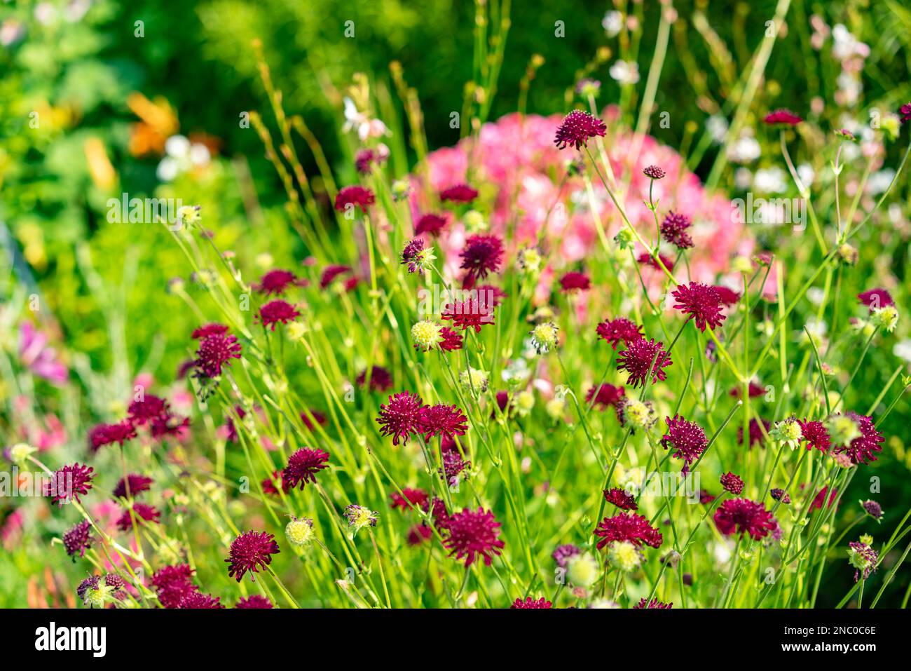 Peggy Davies' garden at Five Oaks in West Sussex, England, UK Stock ...