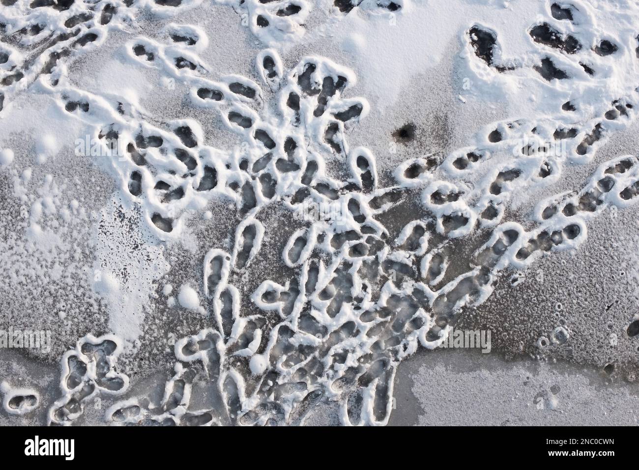 Expedition traces hi-res stock photography and images - Alamy