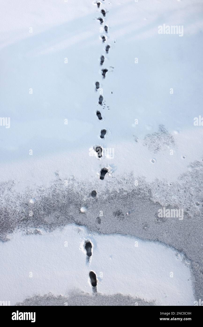 Human traces in the white snow, a view from above Stock Photo - Alamy