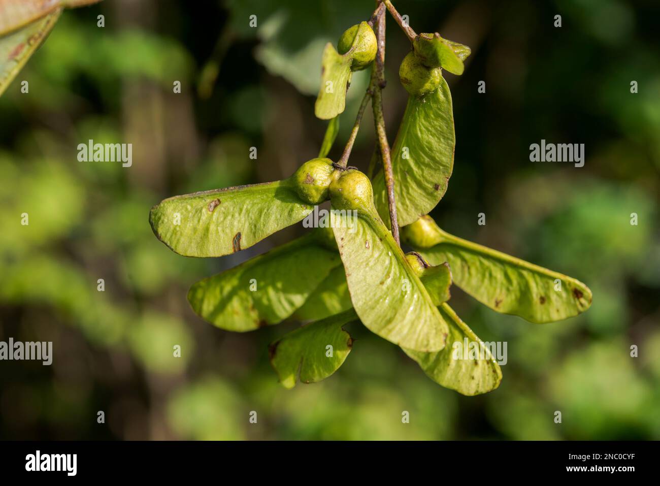 Fruits of Sycamore, Acer pseudoplatanus. Photo taken in the ...