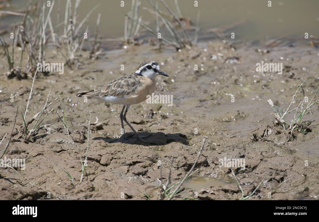 Kittlitz's plover (Charadrius pecuarius) foraging on a mudbank in a ...