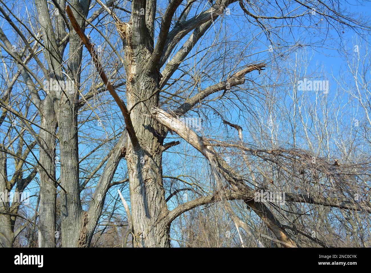 Broken tree in a forest after the storm Stock Photo - Alamy