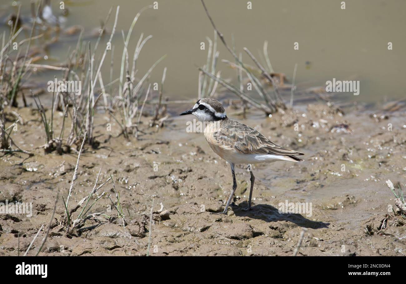Kittlitz's plover (Charadrius pecuarius) foraging on a mudbank in a ...