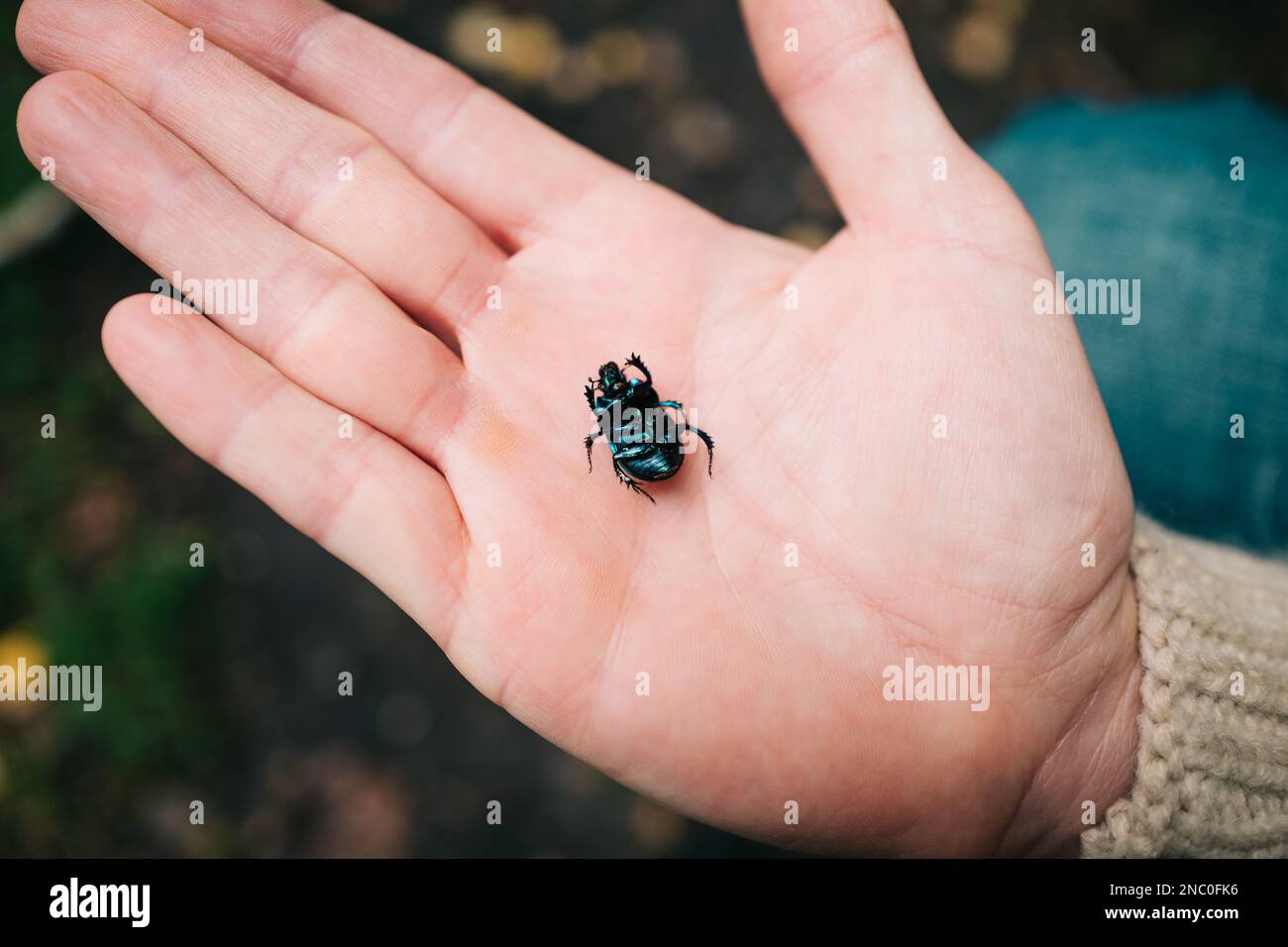 Woman showing dead beetle in her palm first person view Stock Photo - Alamy