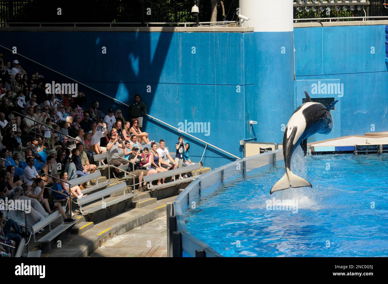 Park guests watch as a killer whale flips out of the water at SeaWorld ...