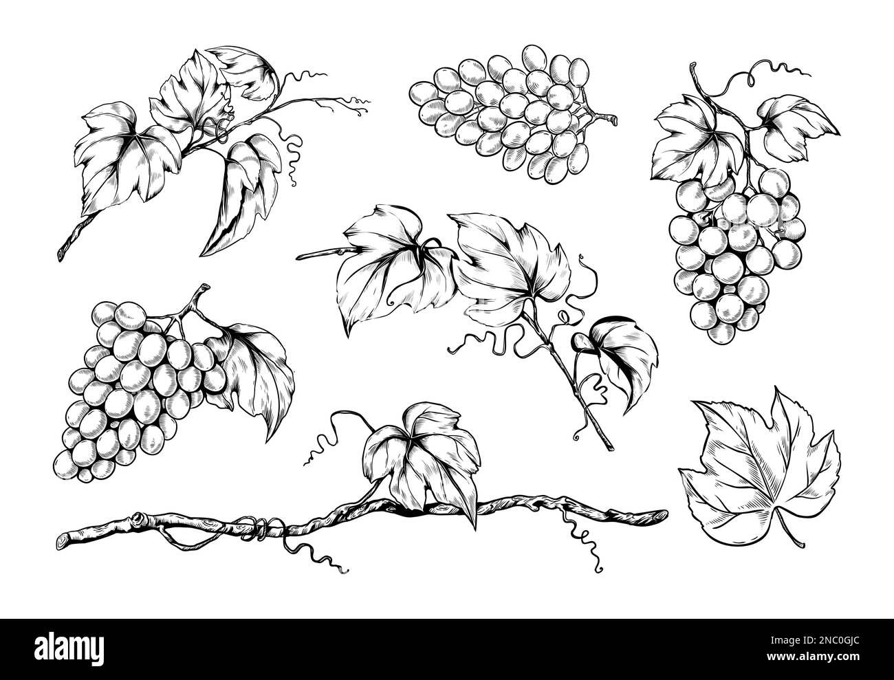 Ink grape set, hand drawn leaf on branches, organic wine. Vegetarian ...
