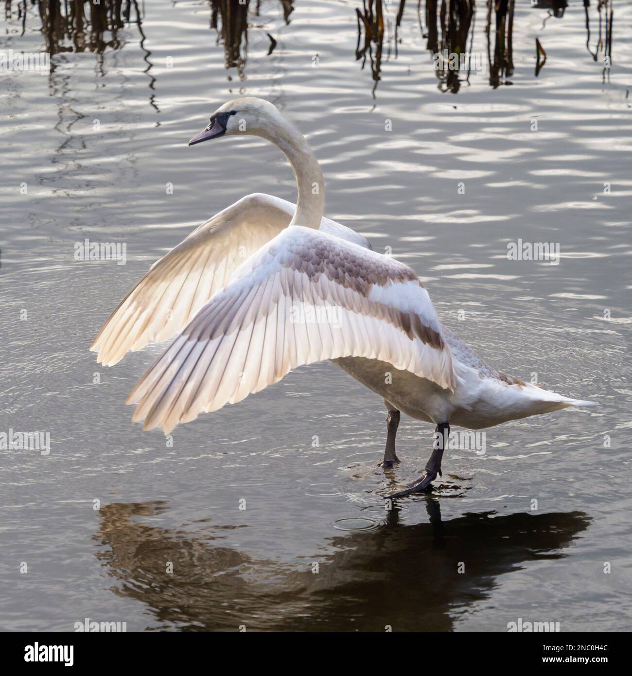 Wings spread, a juvenile mute swan, Cygnus olor, stands in the lake at ...