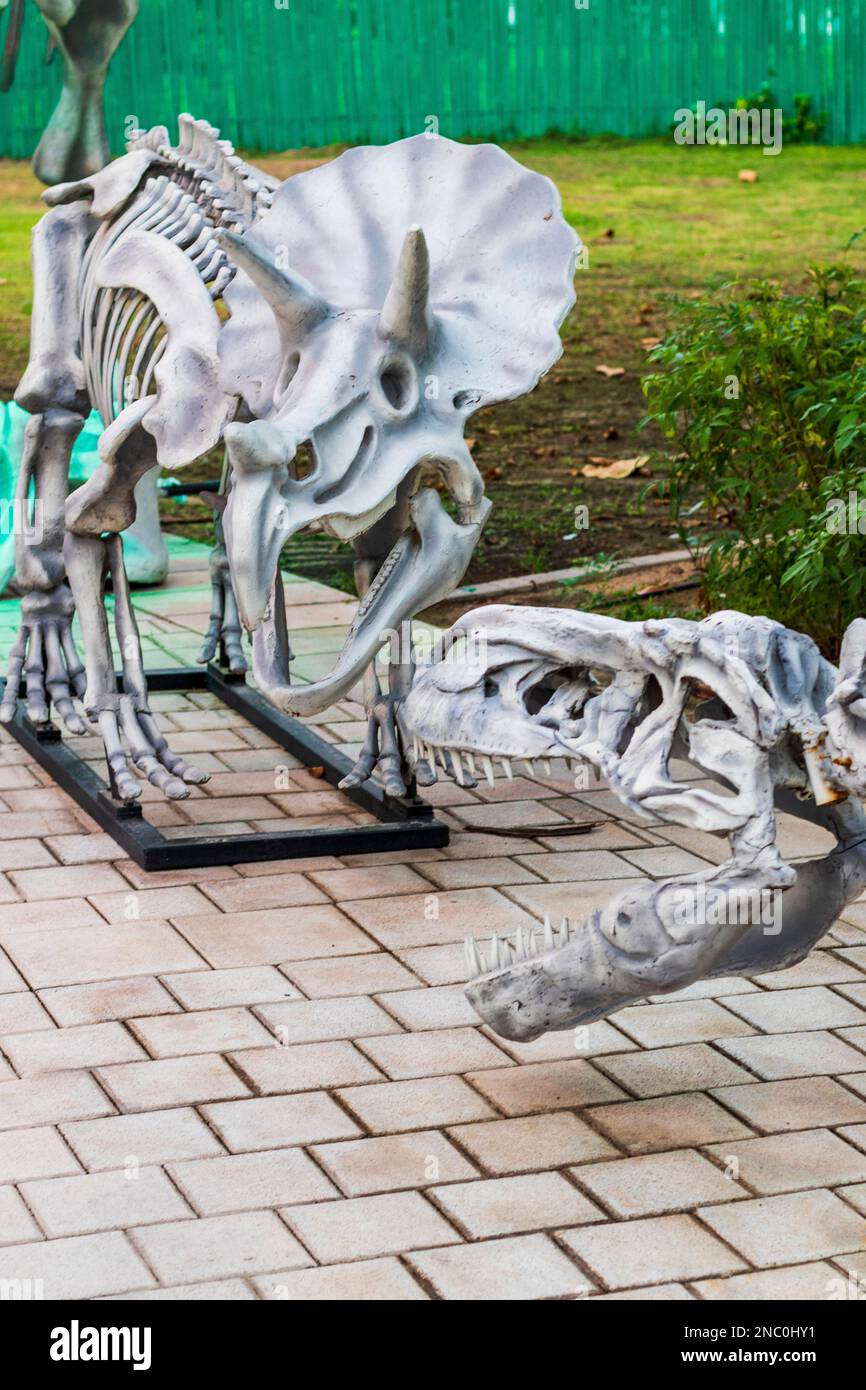 Shot of a dinosaur skeleton on display of the museum Stock Photo - Alamy