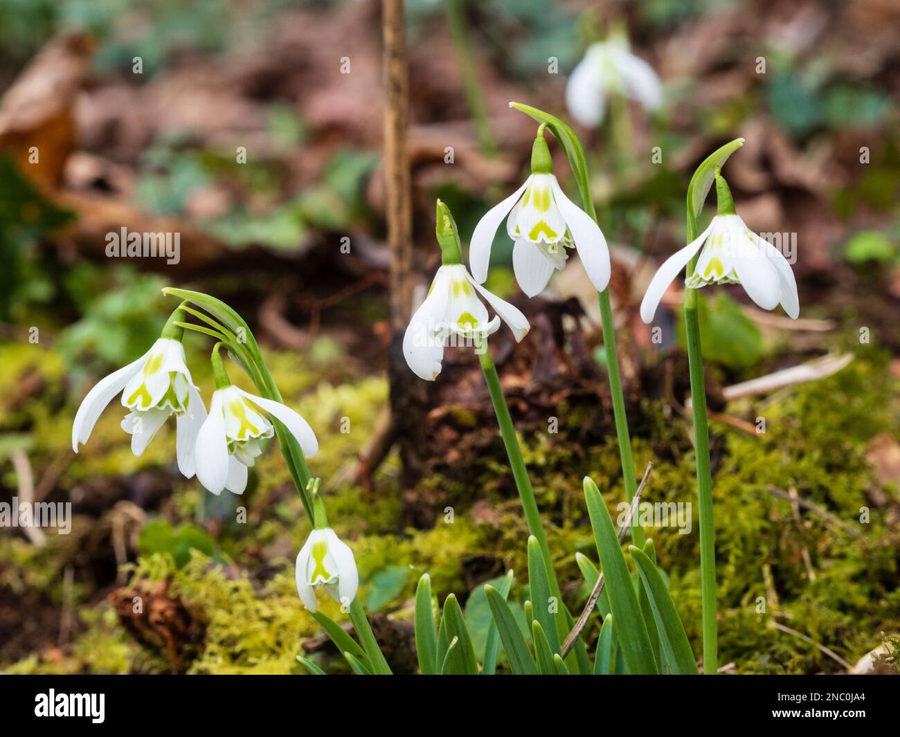 Green marked inner petals of the double flowered elwesii hybrid ...
