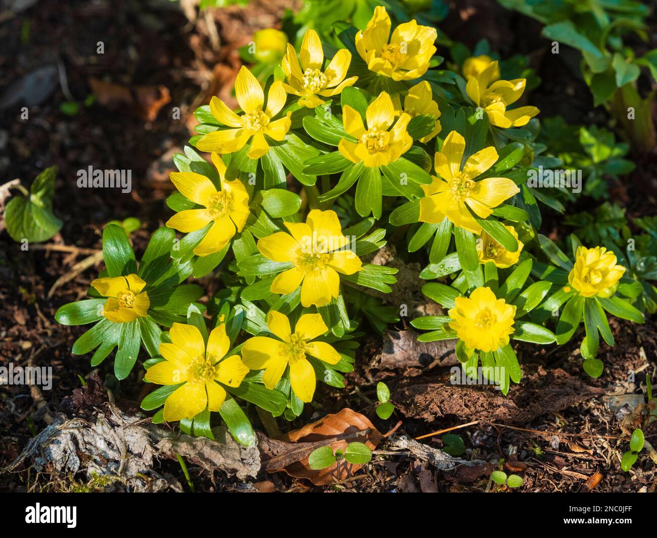 Yellow winter flowers of the hardy dwarf tuber, Eranthis hyemalis ...