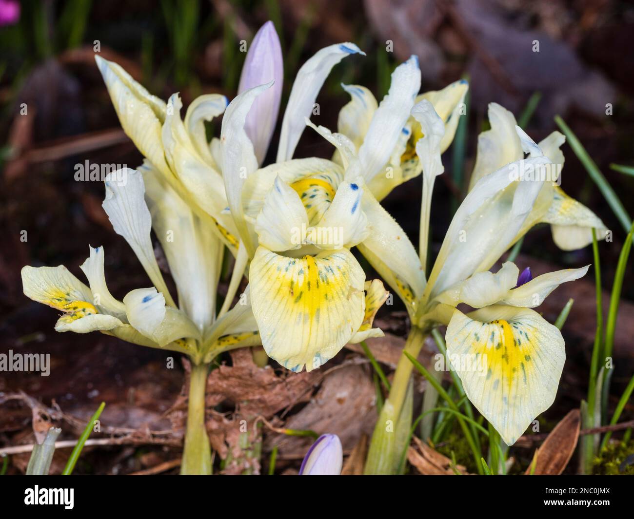 Hardy, winter flowering, pale yellow and blue marked ornamental iris ...