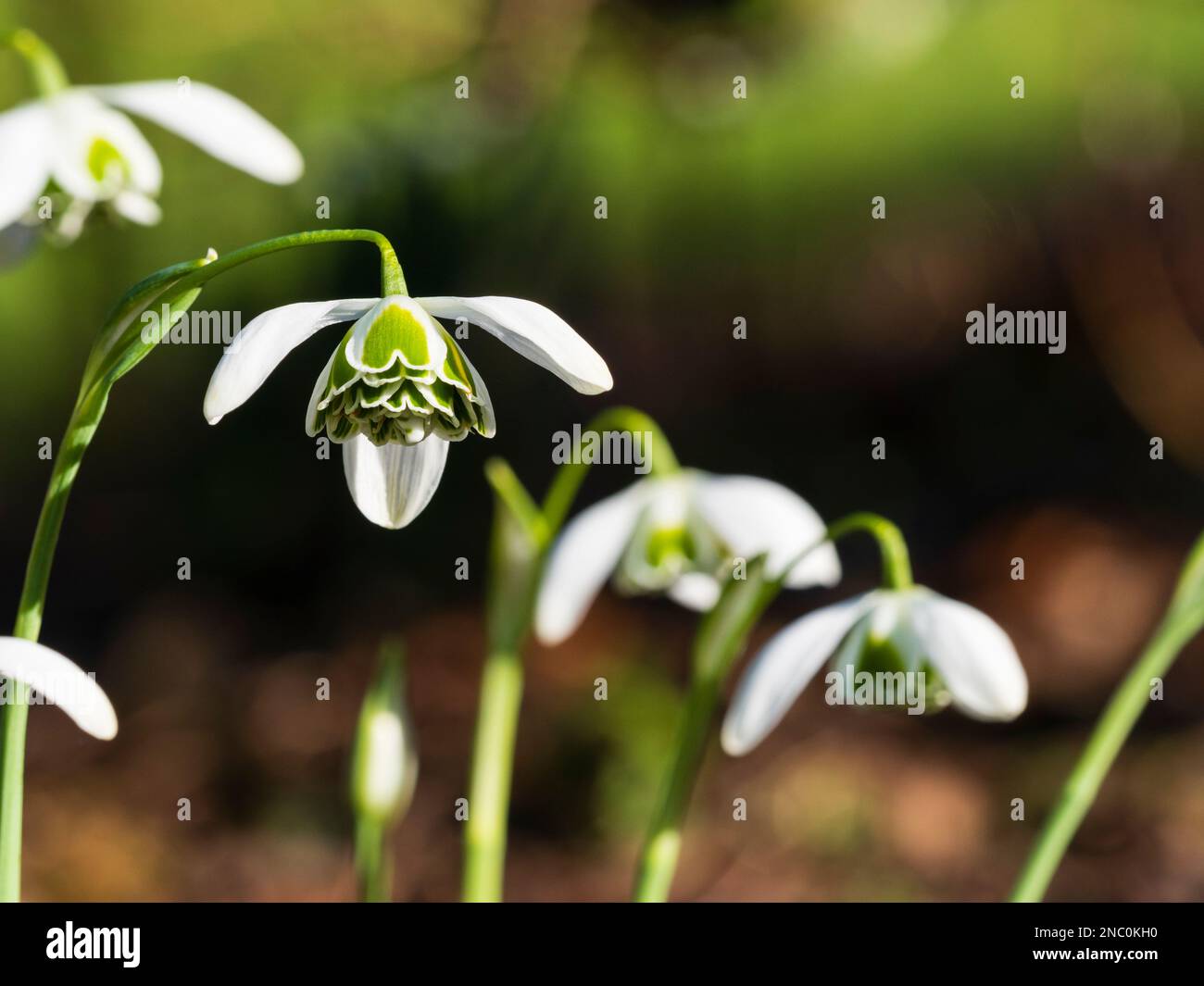 Galanthus greatorex double snowdrop hi-res stock photography and images ...