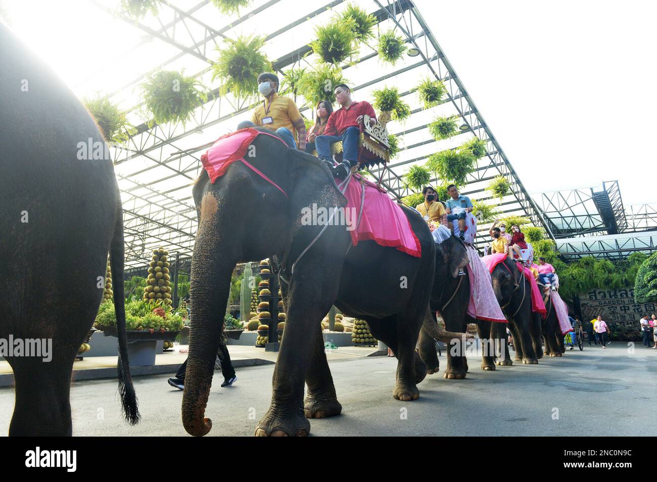 Pattaya, Thailand. 14th Feb, 2023. Couples attend a special elephant-back group wedding at Nong ...