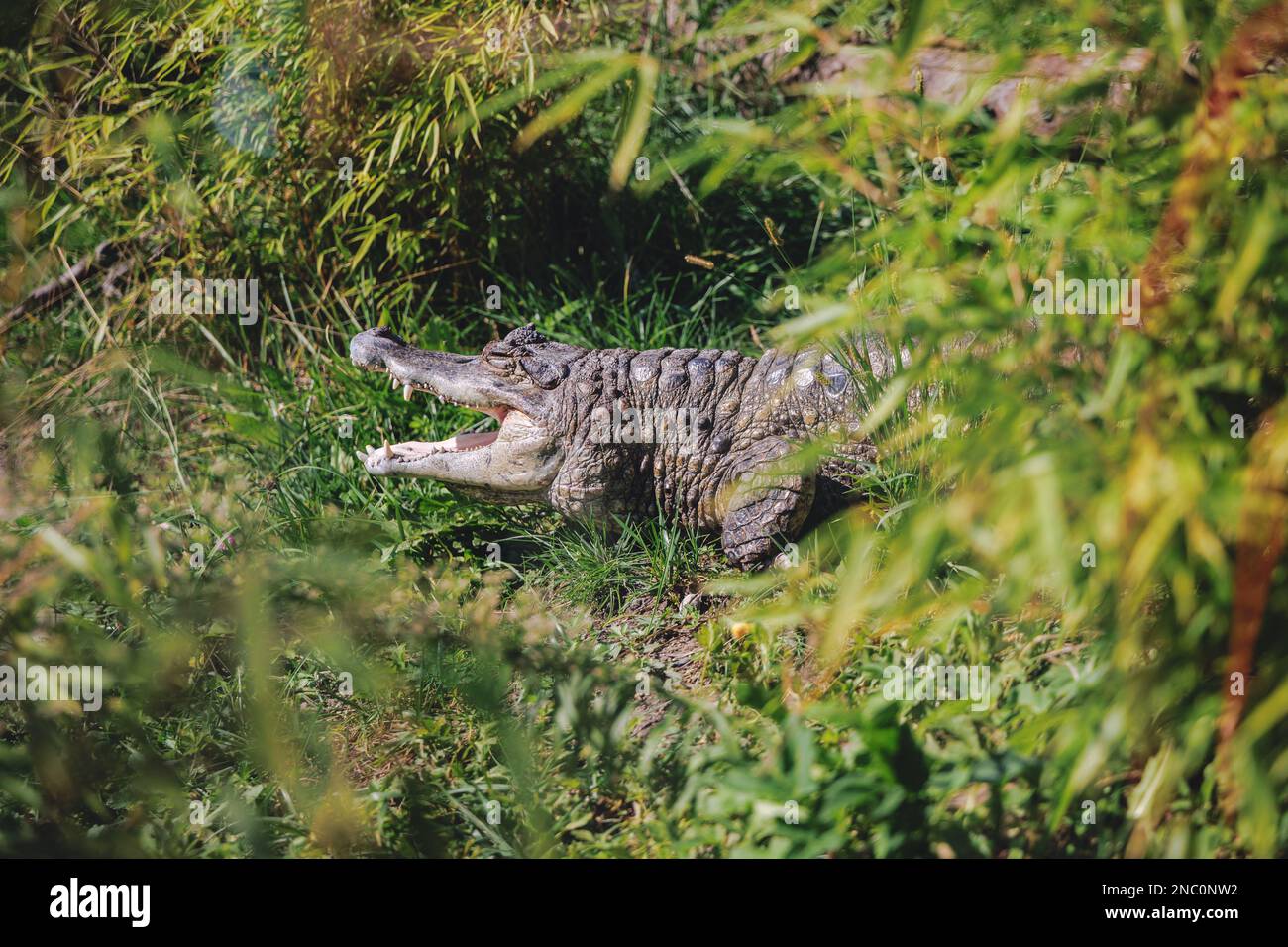 Common caiman head hi-res stock photography and images - Alamy