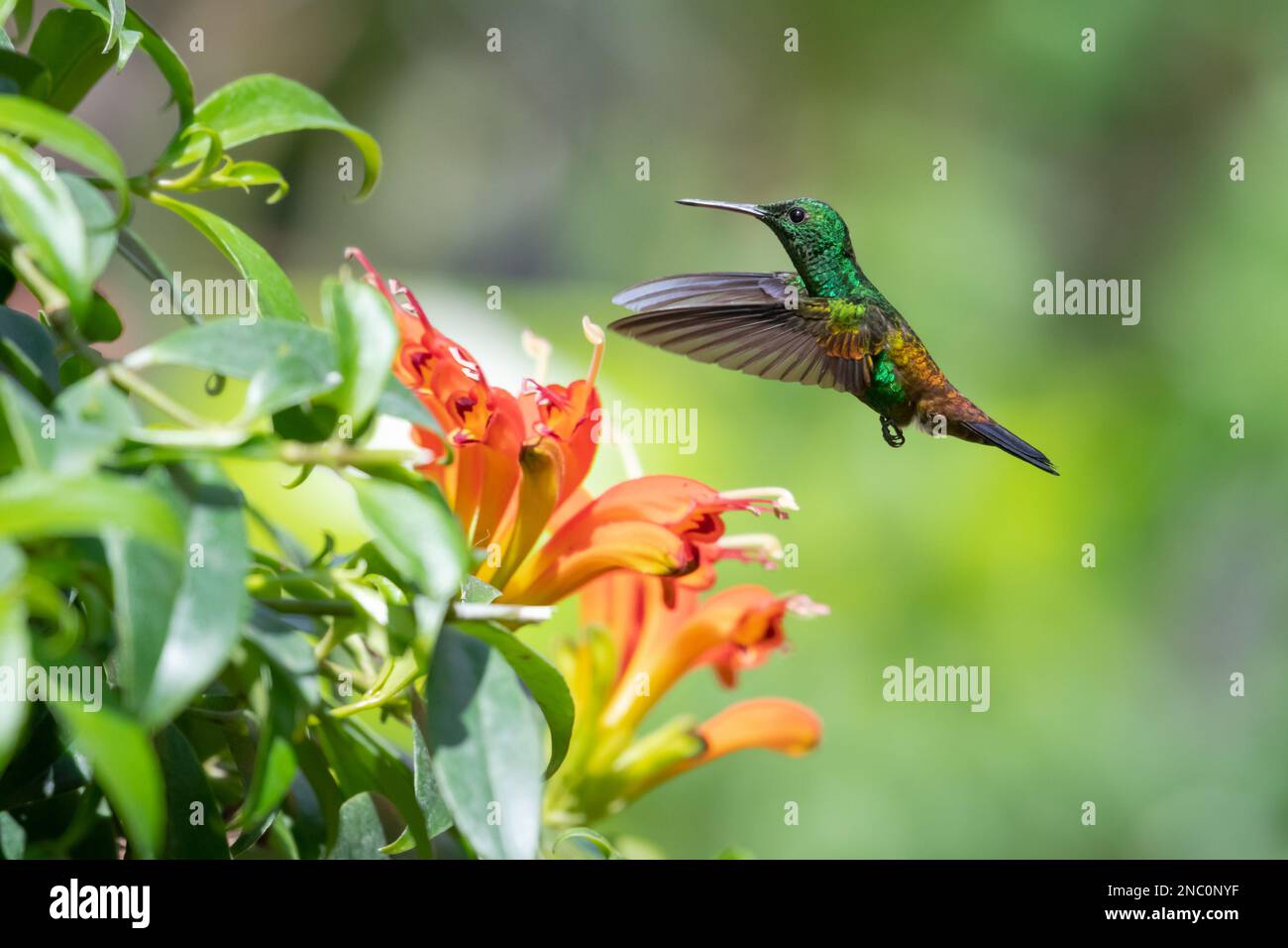 Shiny green Copper-rumped hummingbird, hovering next to the tropical ...