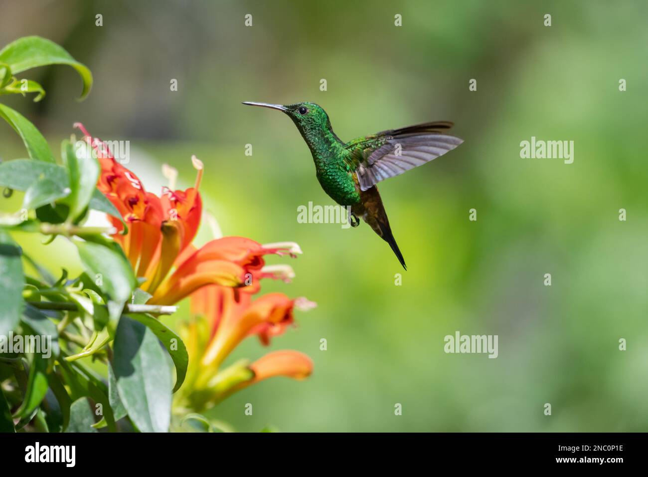 Copper-rumped hummingbird, Amazilia Tobaci, flying next to exotic ...