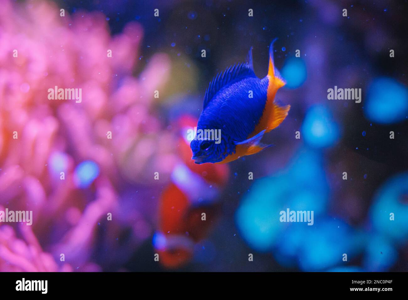 Close up on a Damselfish fish in aquarium Stock Photo - Alamy