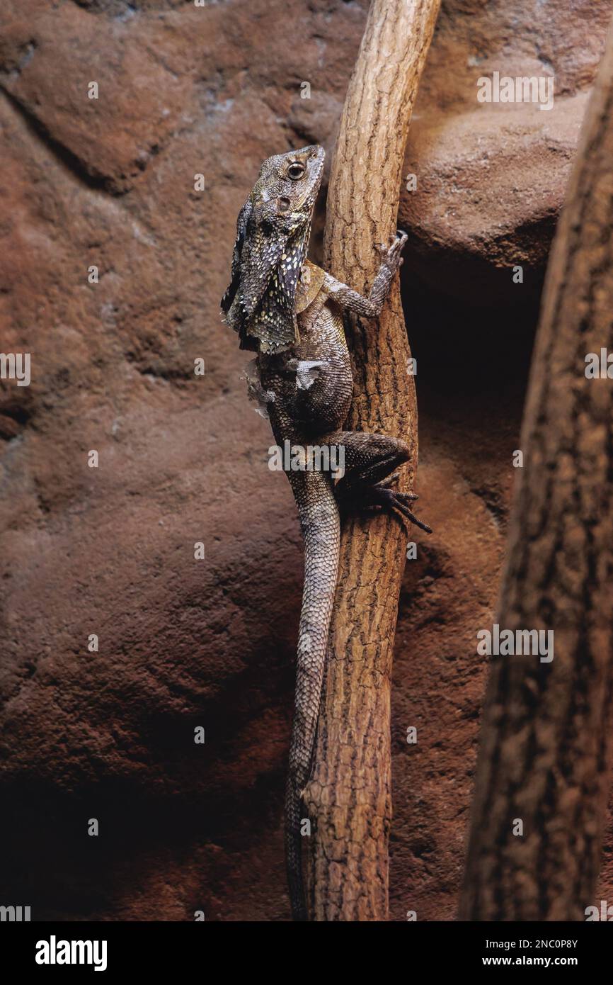 Frilled lizard - Chlamydosaurus kingii in a terrarium Stock Photo - Alamy