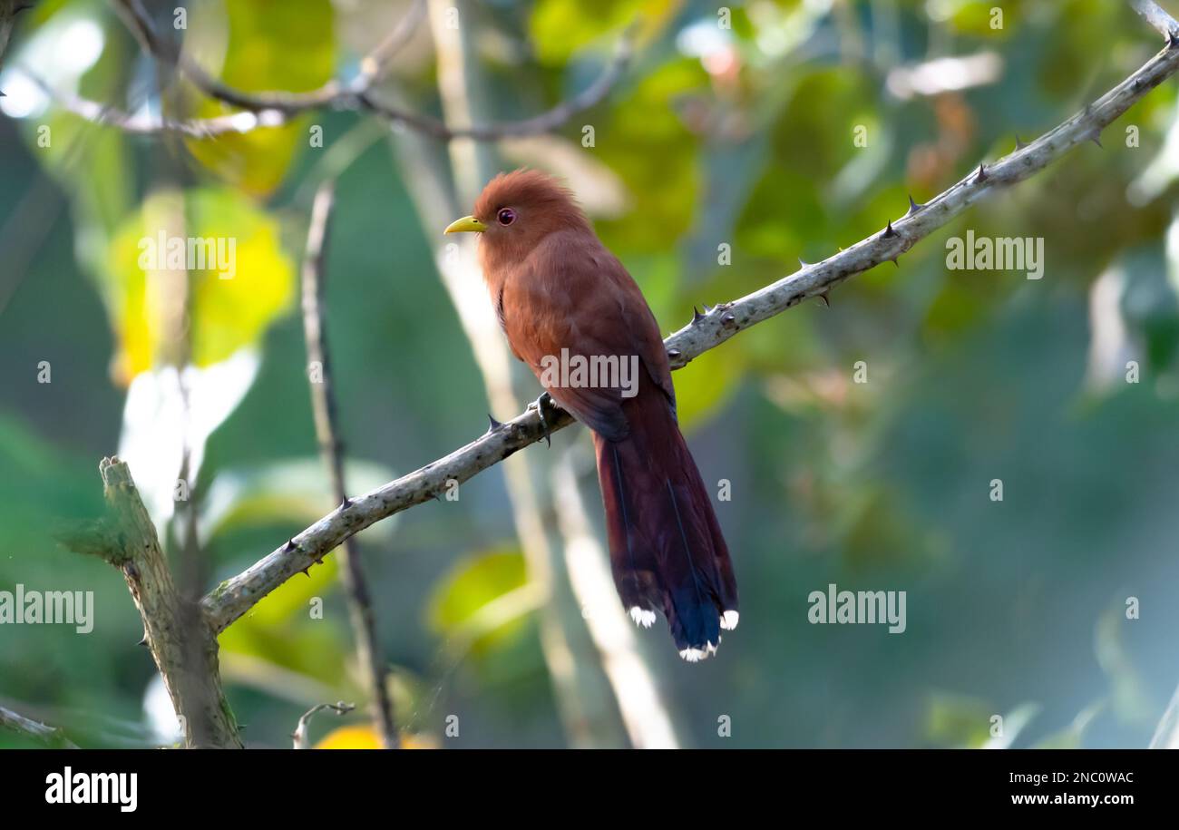 Little Cuckoo bird perched on a branch in the forest with soft colors ...