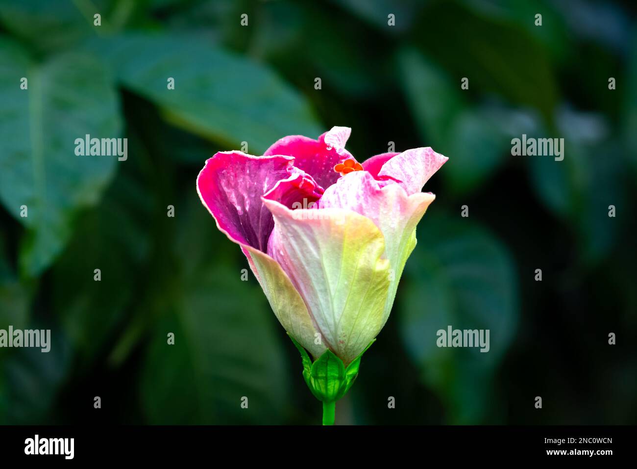 Exotic magenta colored hibiscus flower beginning to open in bloom Stock ...