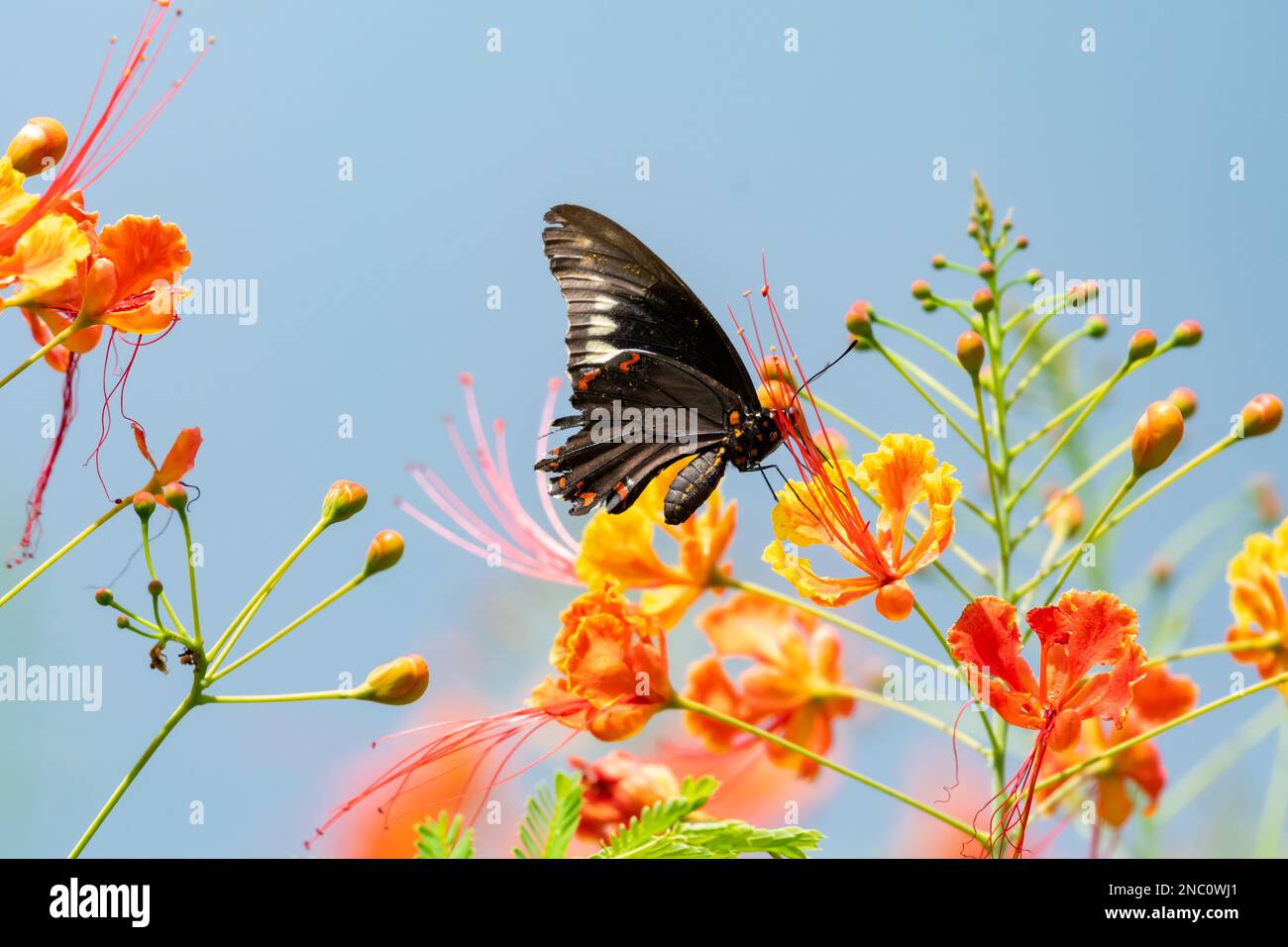 Golden rimmed swallowtail hi-res stock photography and images - Alamy