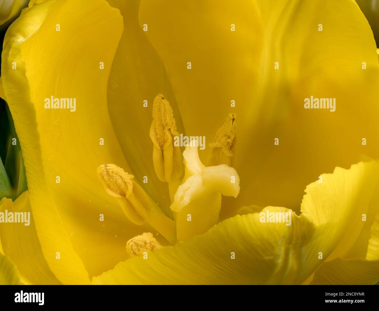A close up of a yellow Tulip flower, showing the ovary and anthers ...