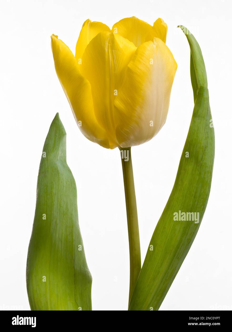 A close up of a solitary yellow Tulip flower, photographed against a ...