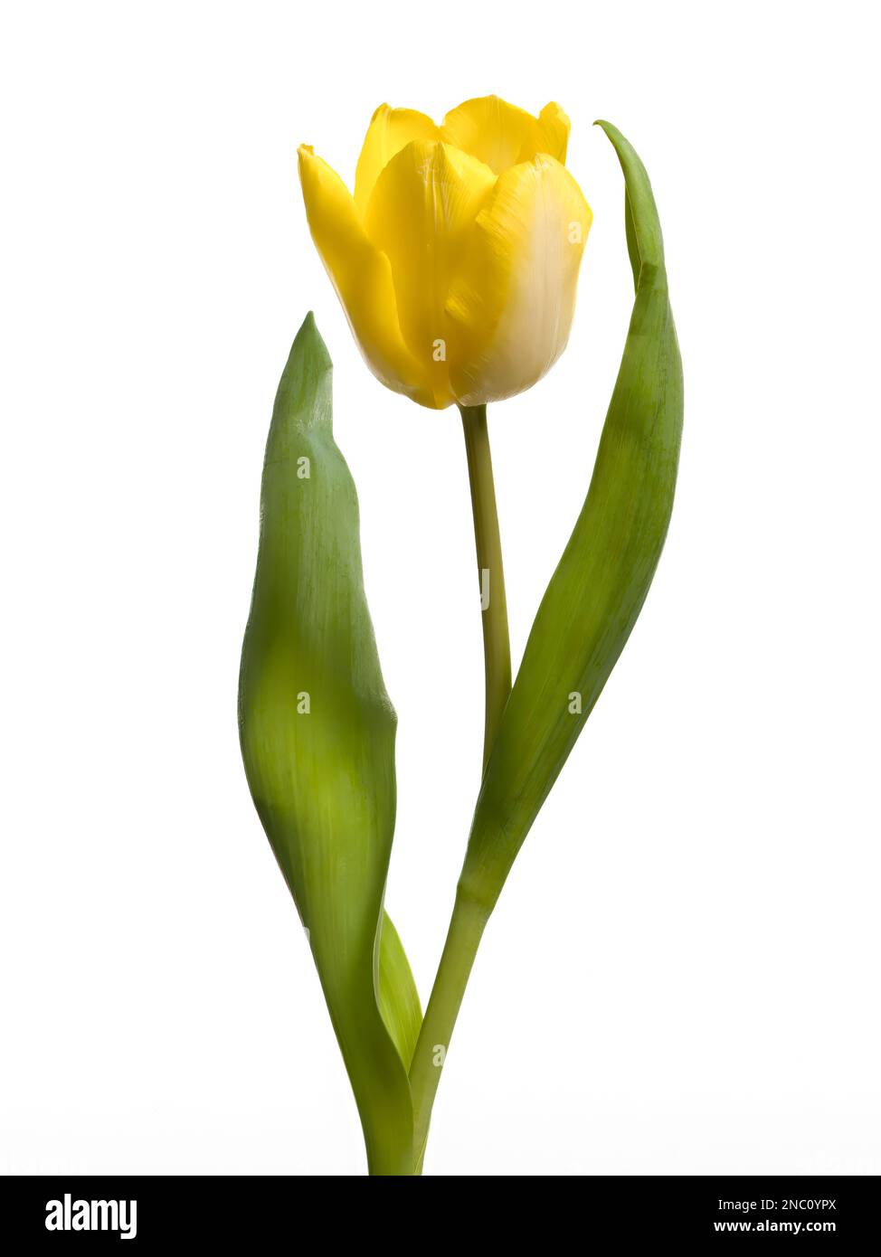 English tulips Cut Out Stock Images & Pictures - Alamy