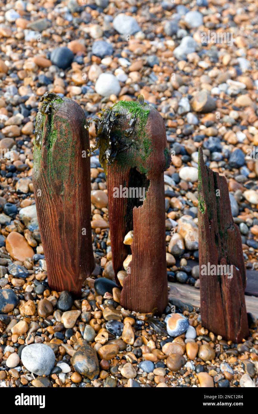 Close-up of the remains of a wooden Groyne, eroded by wave action, on ...