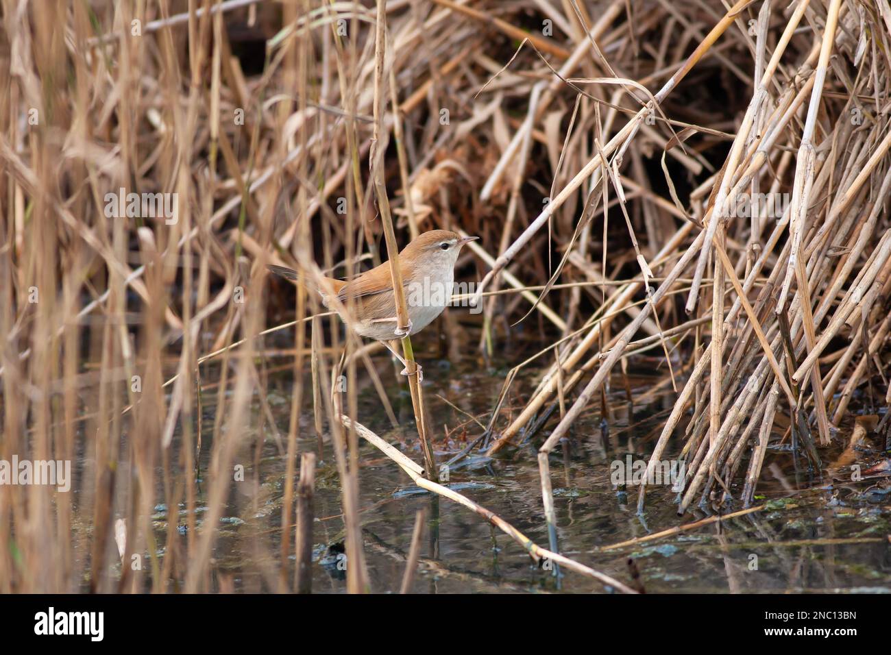 Little bird looking for food in the swamp, Savi`s Warbler, Locustella ...
