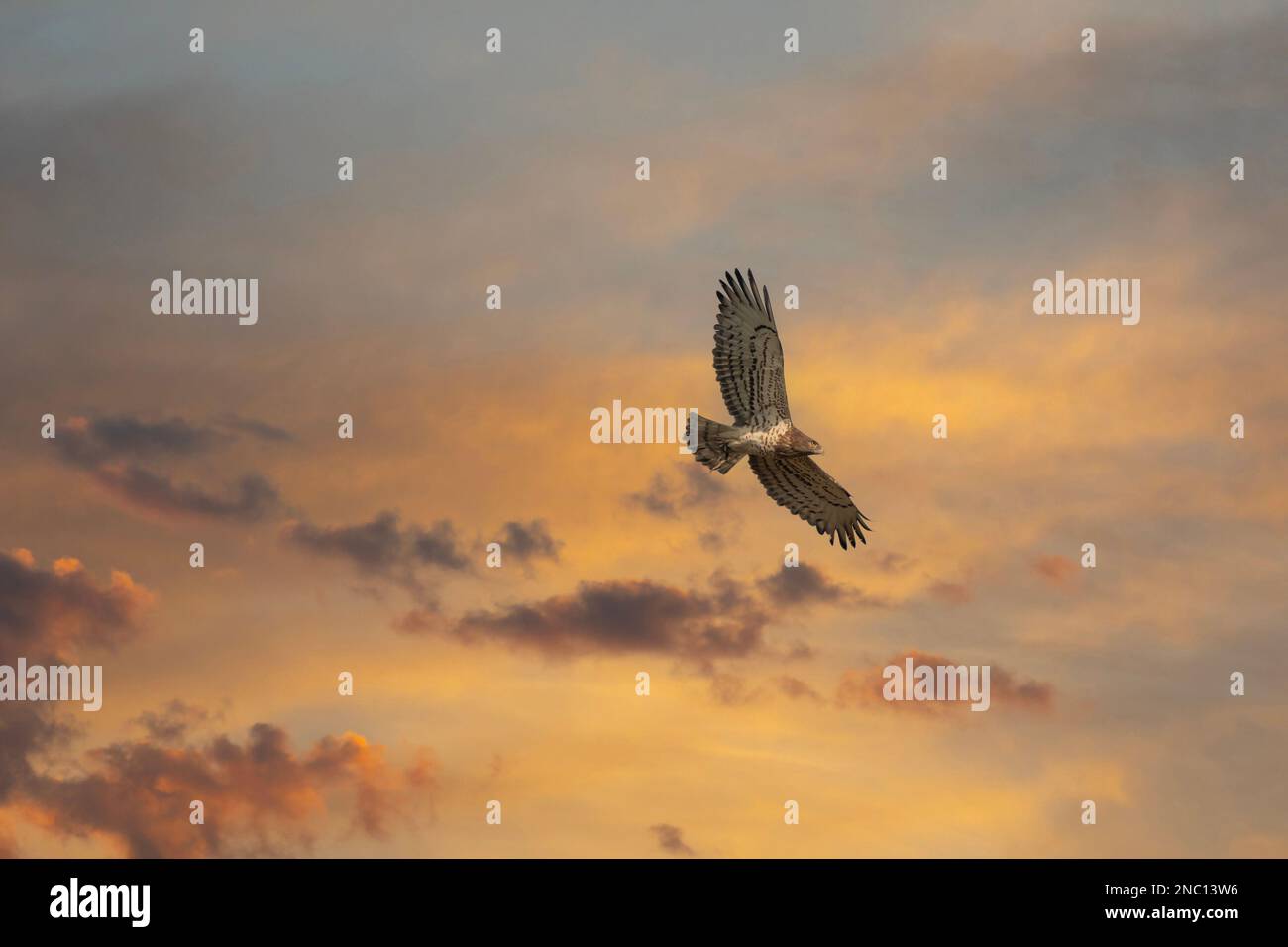 The snake eagle has caught its prey and the snake is at its feet, Short ...