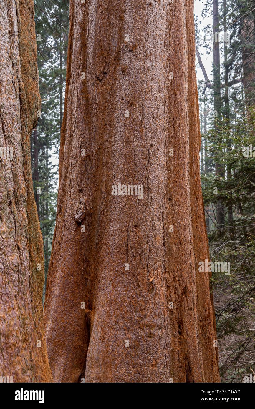 Sequoia trees in Yosemite National Park. Giant Sequoia Tree in Sequoia ...