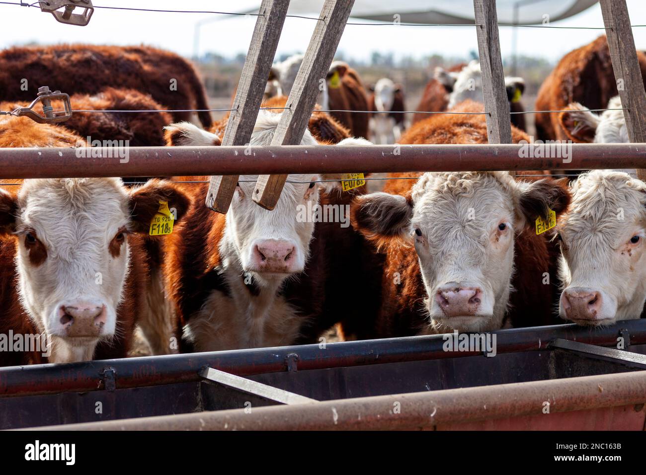 hereford cattle farm Stock Photo - Alamy hereford cattle farm Stock Photo - Alamy