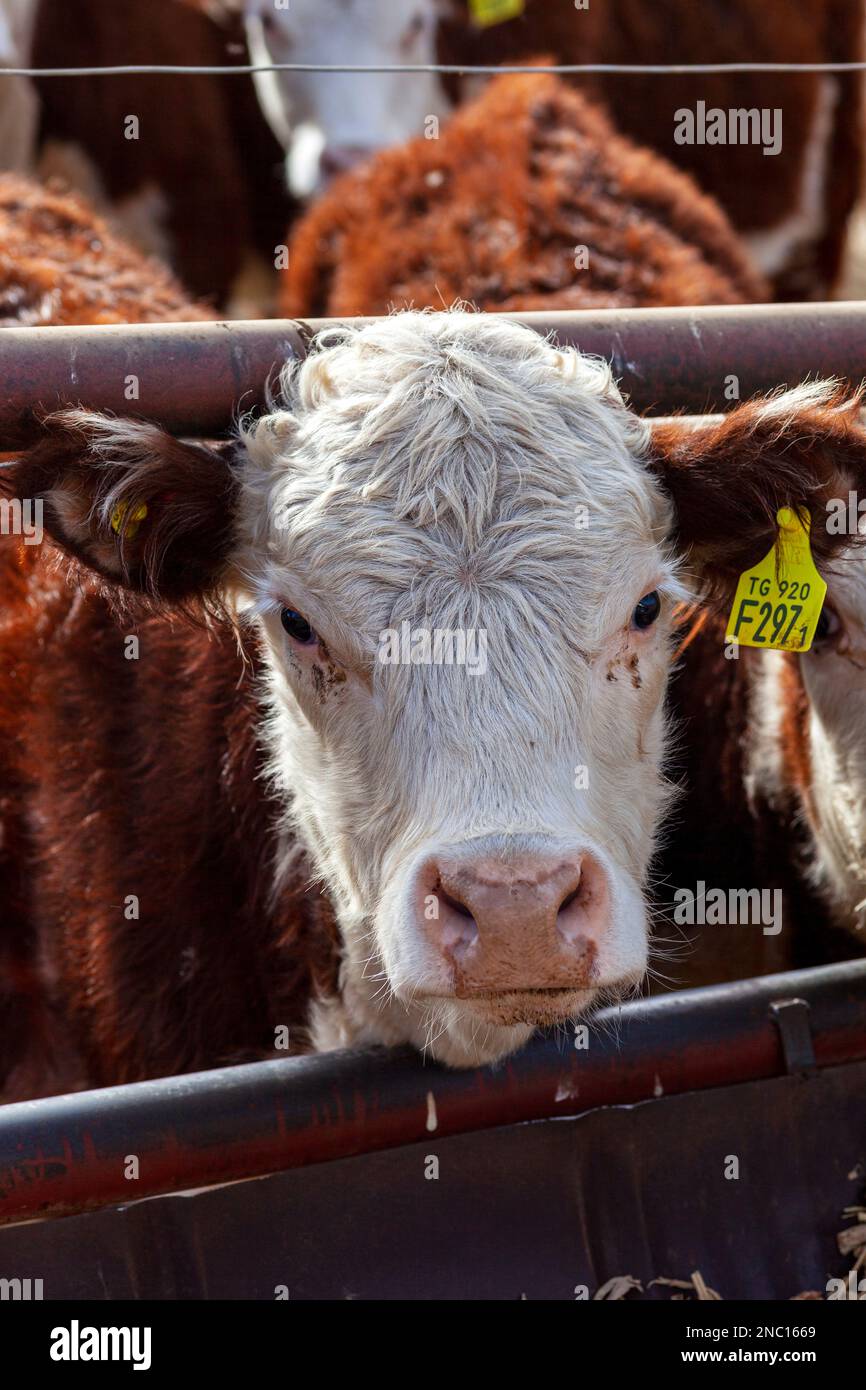 hereford cattle farm Stock Photo - Alamy