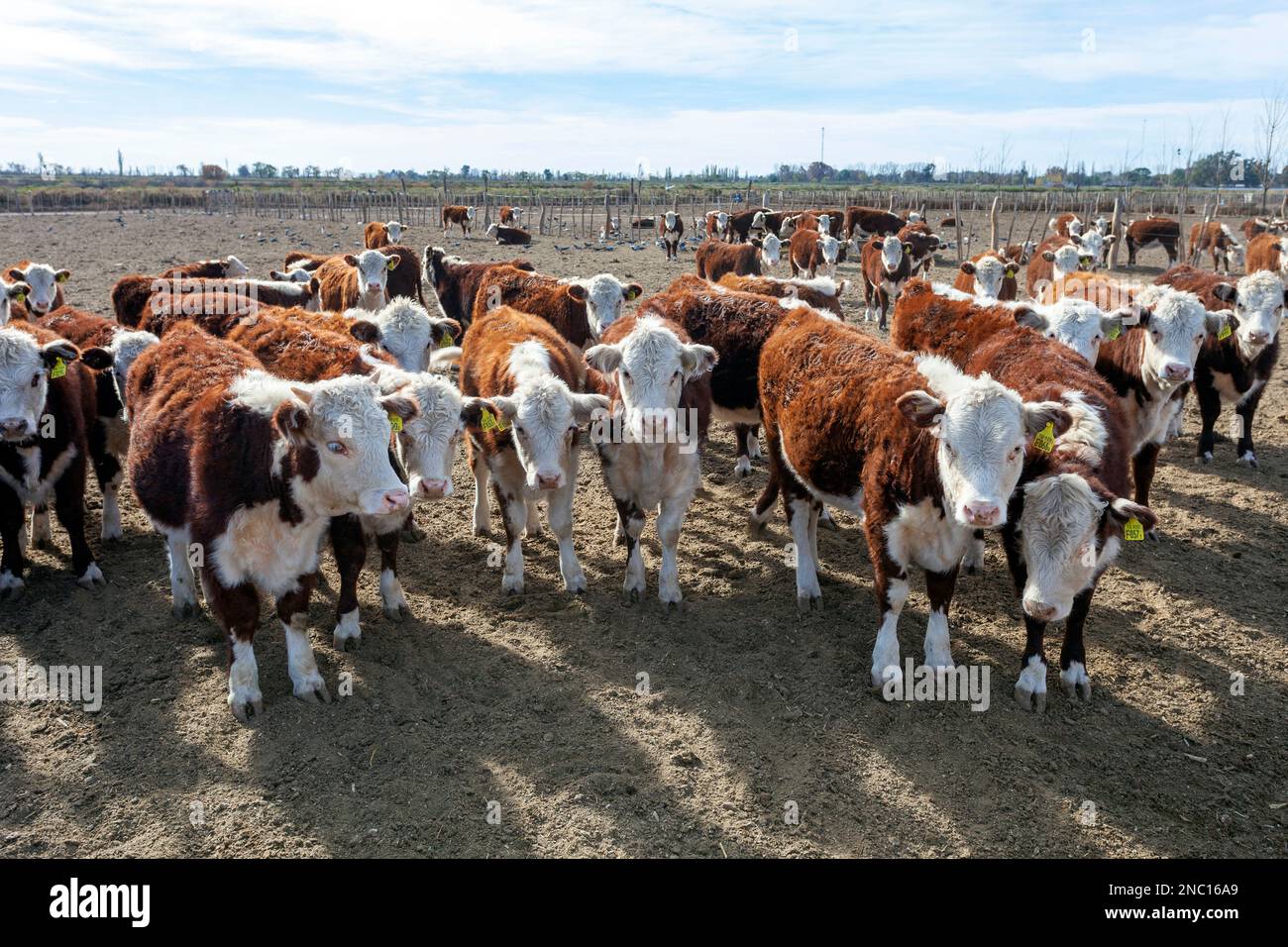 hereford cattle farm Stock Photo - Alamy
