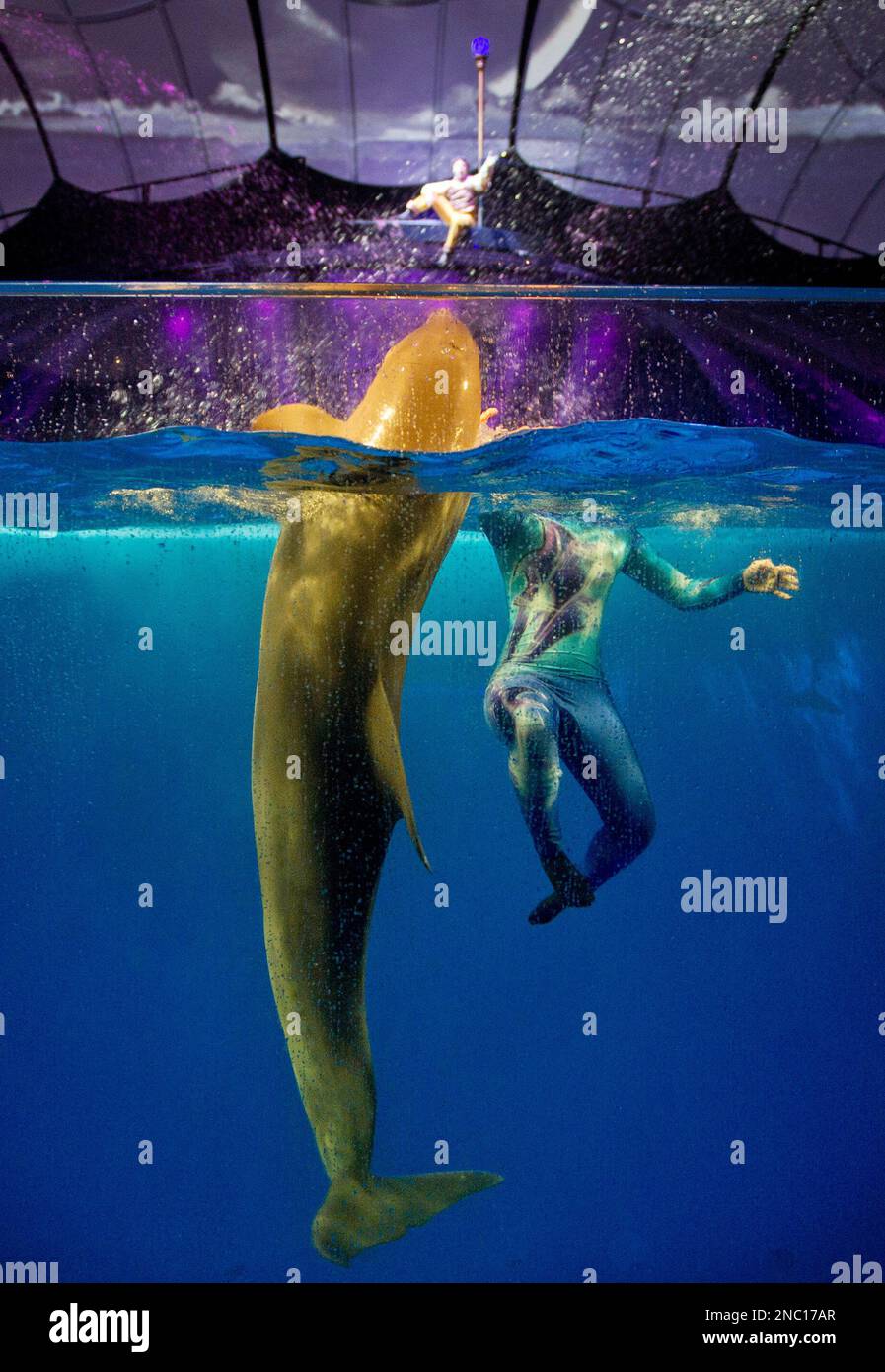 Georgia Aquarium Dolphins