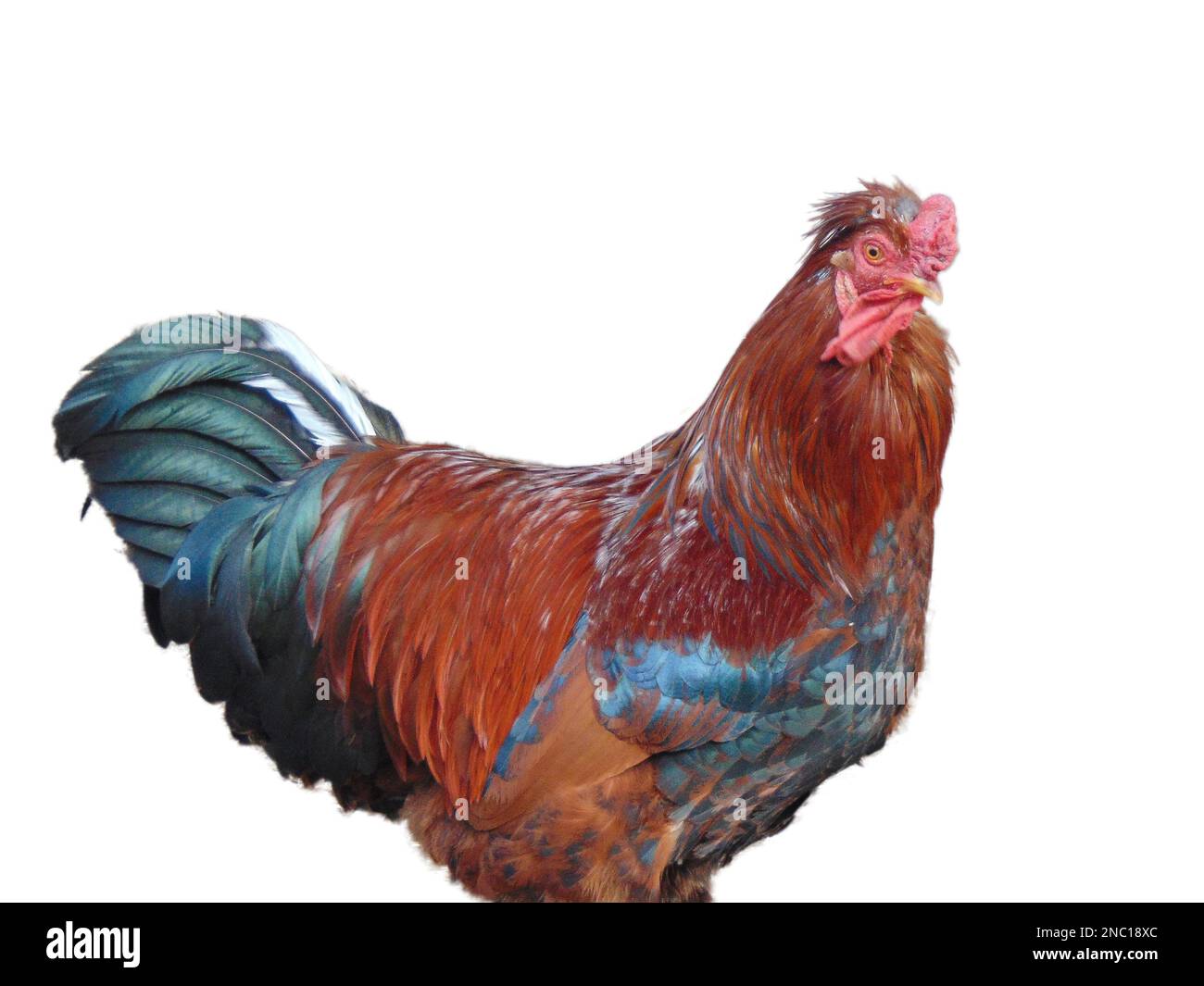 Rooster isolated on white background Stock Photo - Alamy