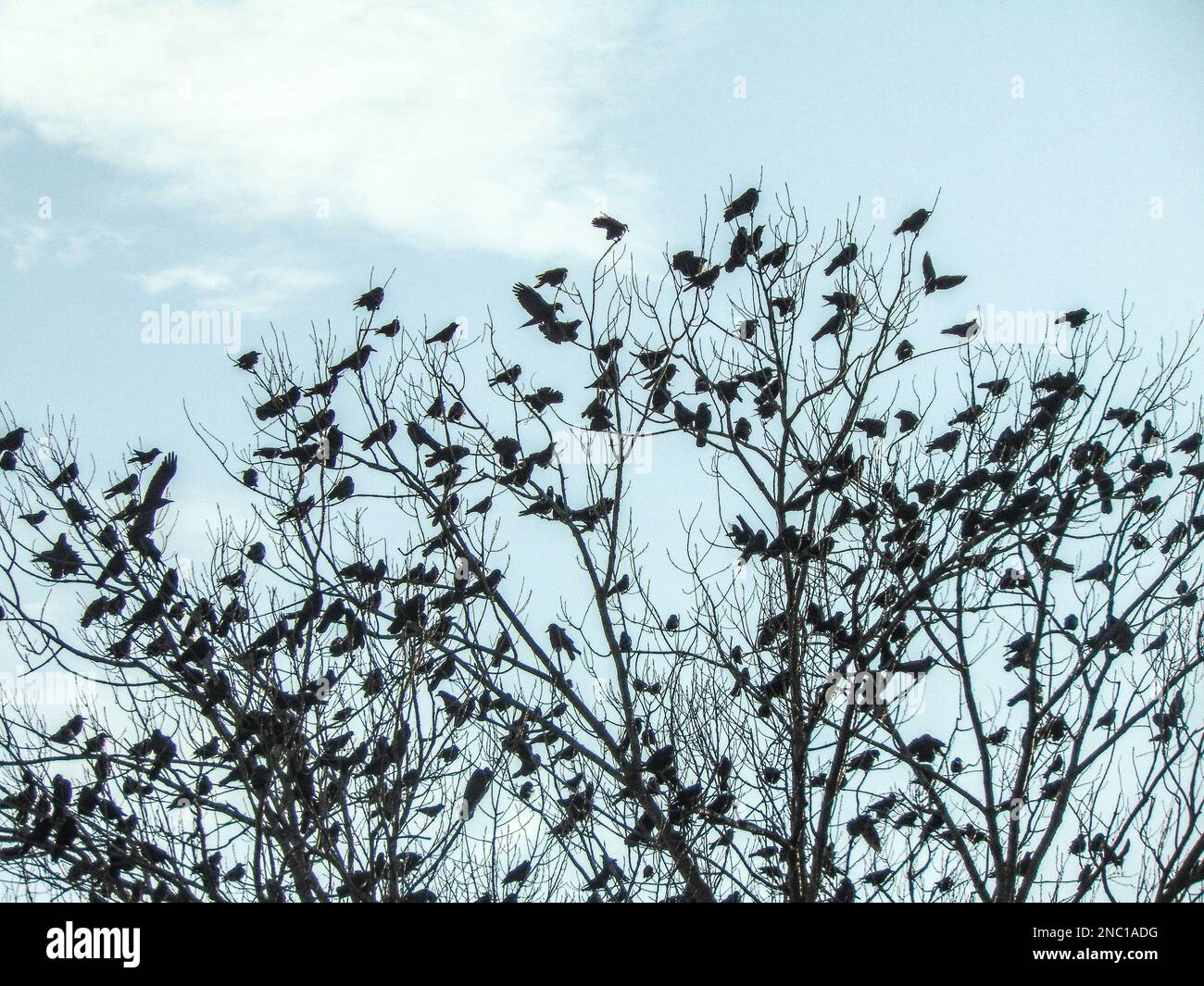 Crows in a tree in Romania Stock Photo - Alamy