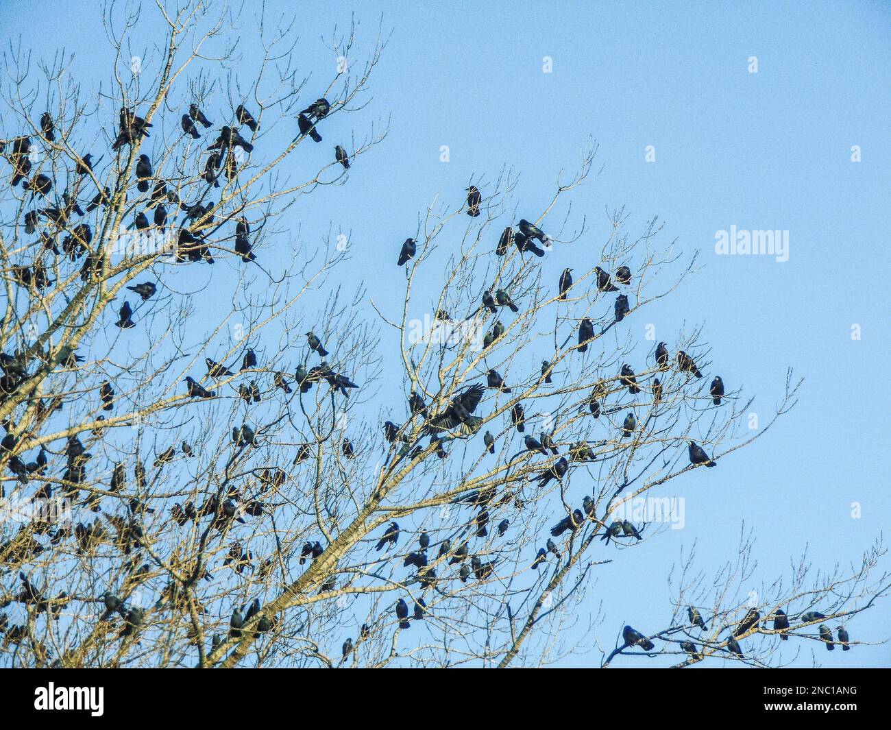 Crows in a tree in Romania Stock Photo - Alamy