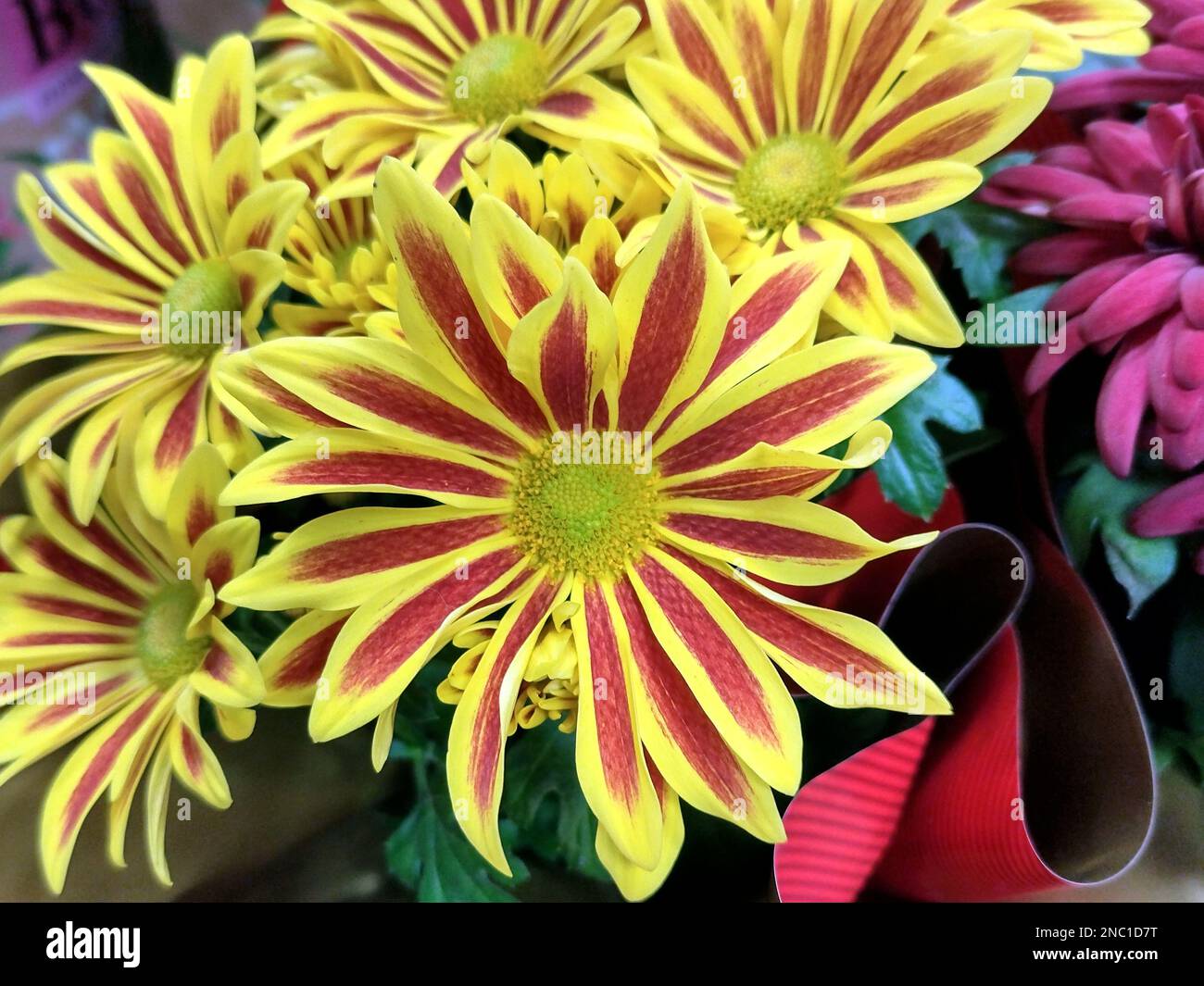 Indian chrysanthemum hi-res stock photography and images - Alamy