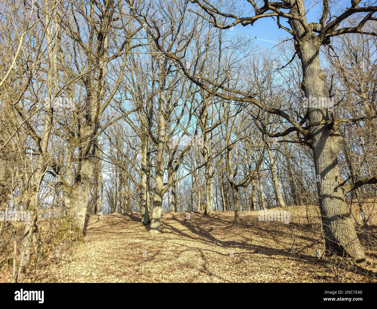 Forest in december in Maramures county, Romania. Forest landscape Stock ...