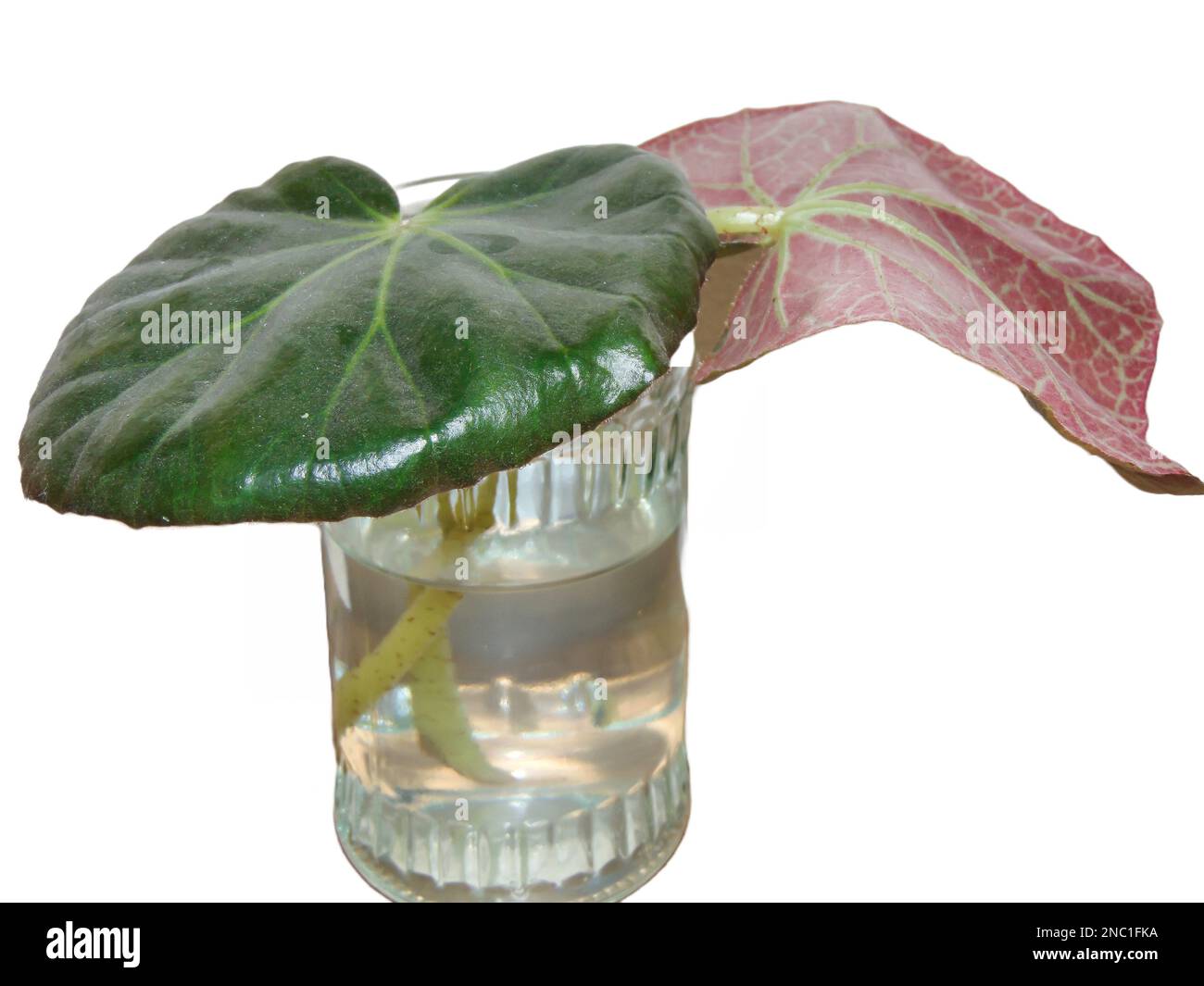 Cuban Holly plant in a jar of water. Begonia plant Stock Photo - Alamy