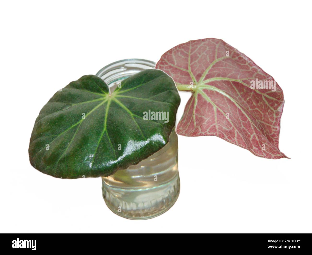 Holly water Cut Out Stock Images & Pictures - Alamy