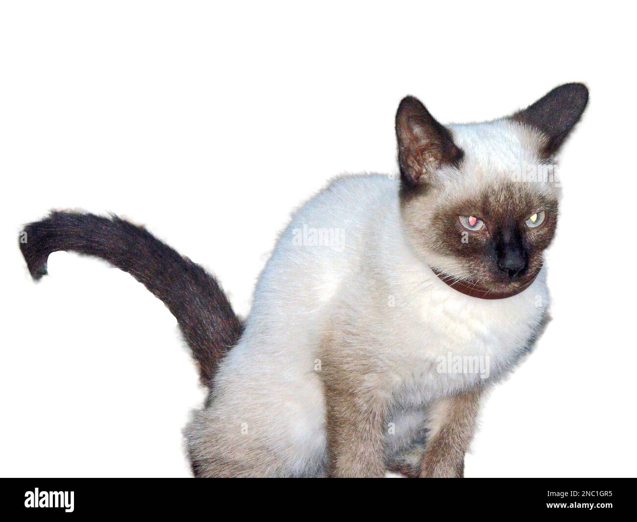 Siamese cat isolated on white background Stock Photo - Alamy
