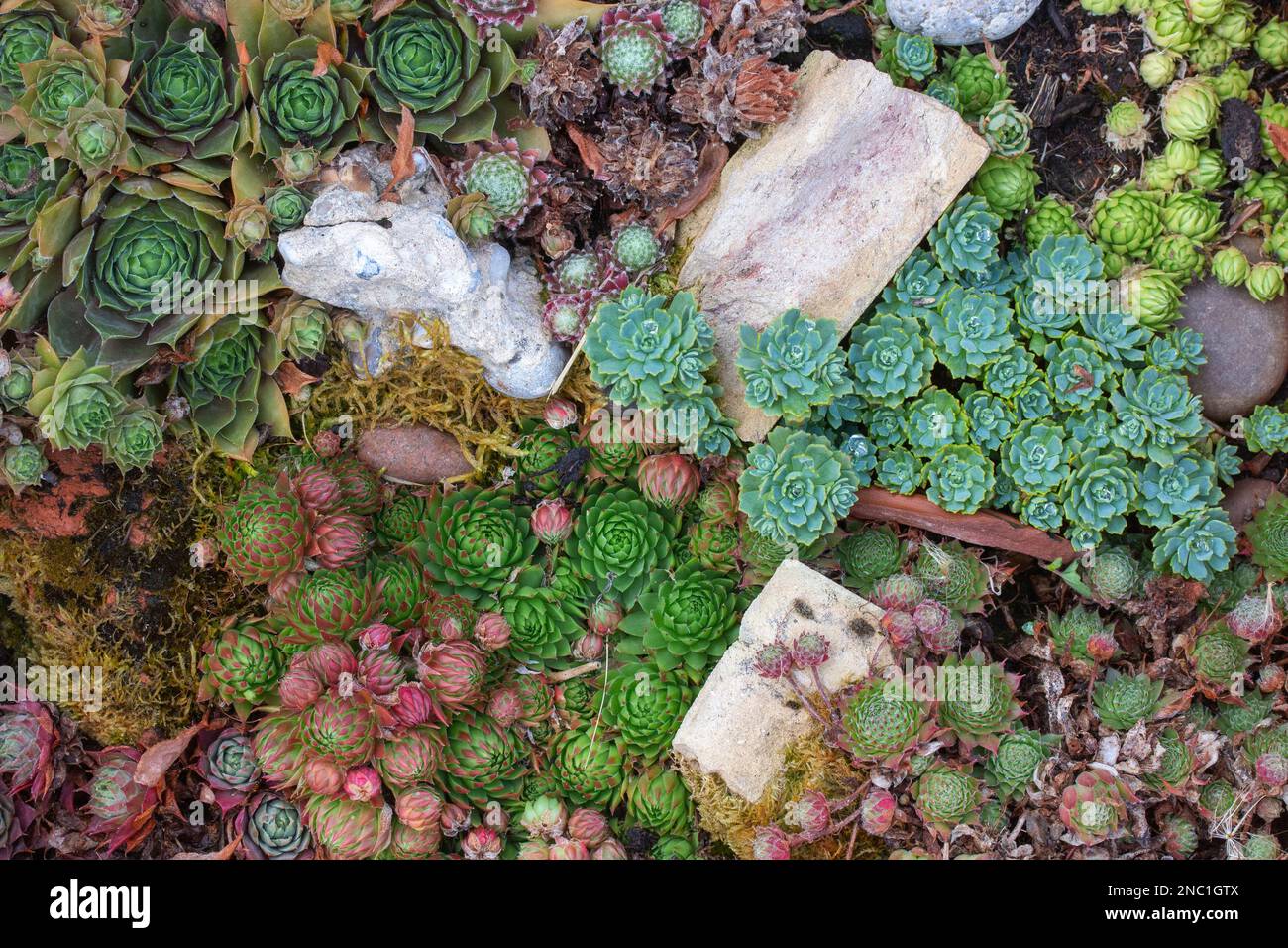 Mixed colourful assortment of succulent plants Stock Photo - Alamy