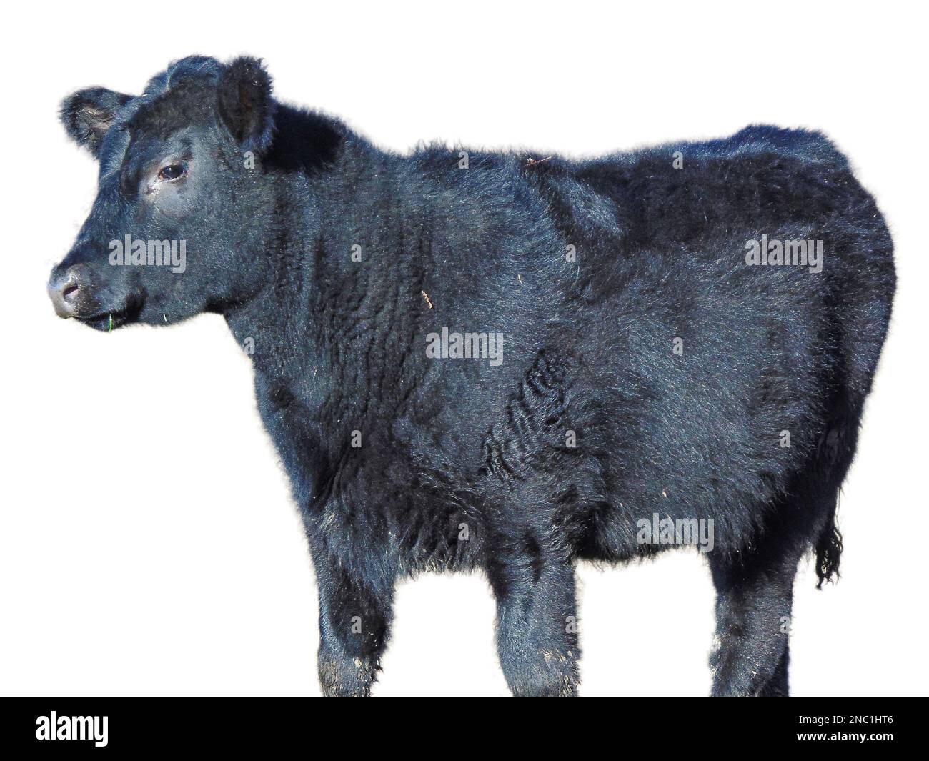 Angus cows Cut Out Stock Images & Pictures - Alamy