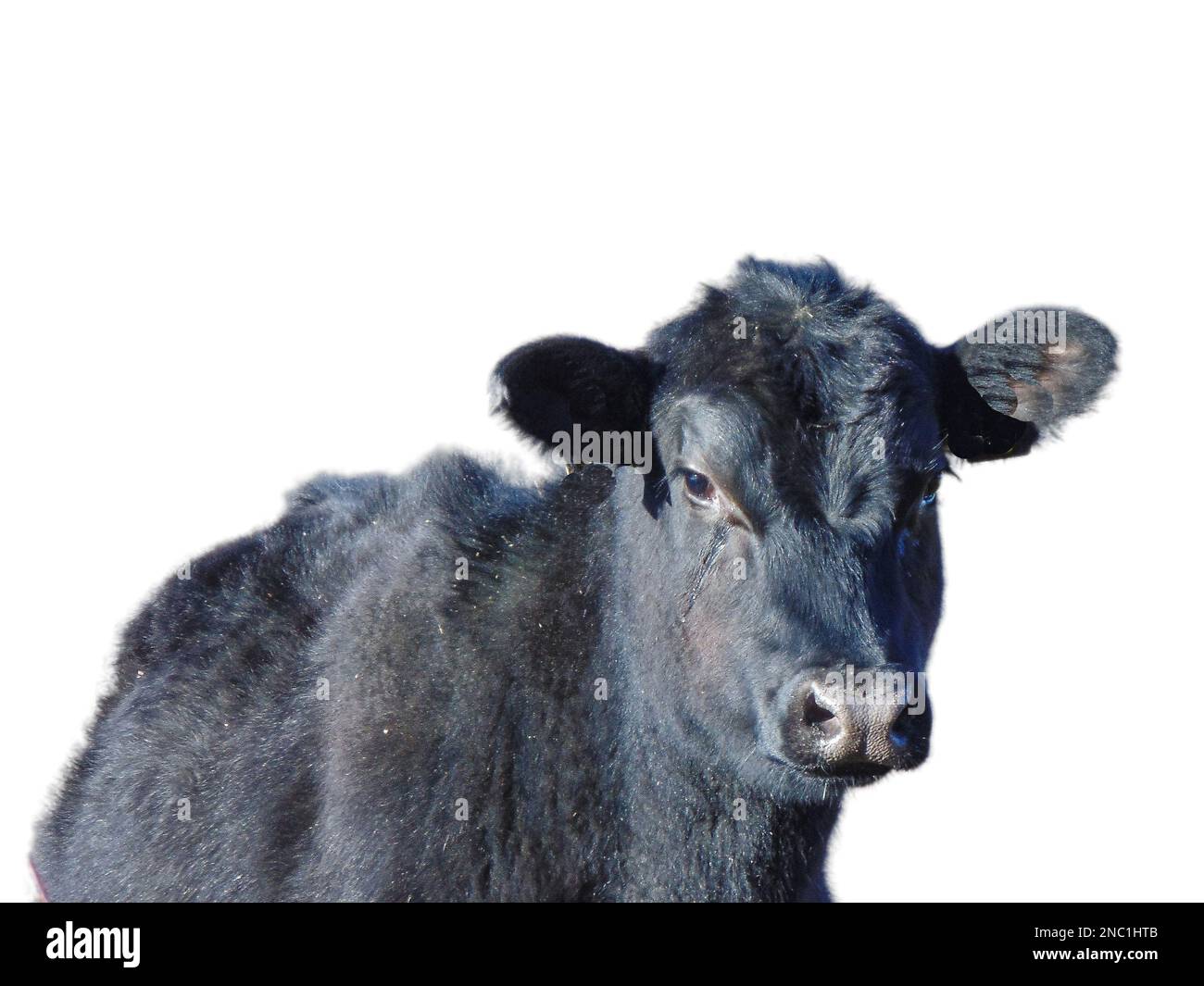 Black Angus calf isolated on white Stock Photo - Alamy