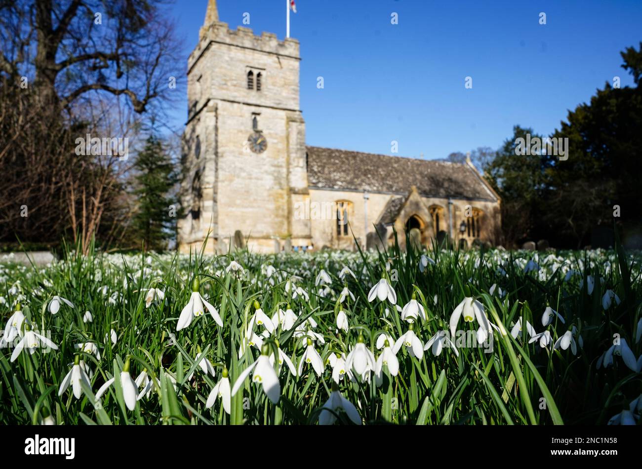 Snowdrops in the graveyard at Burlingham Church in Worcestershire ...